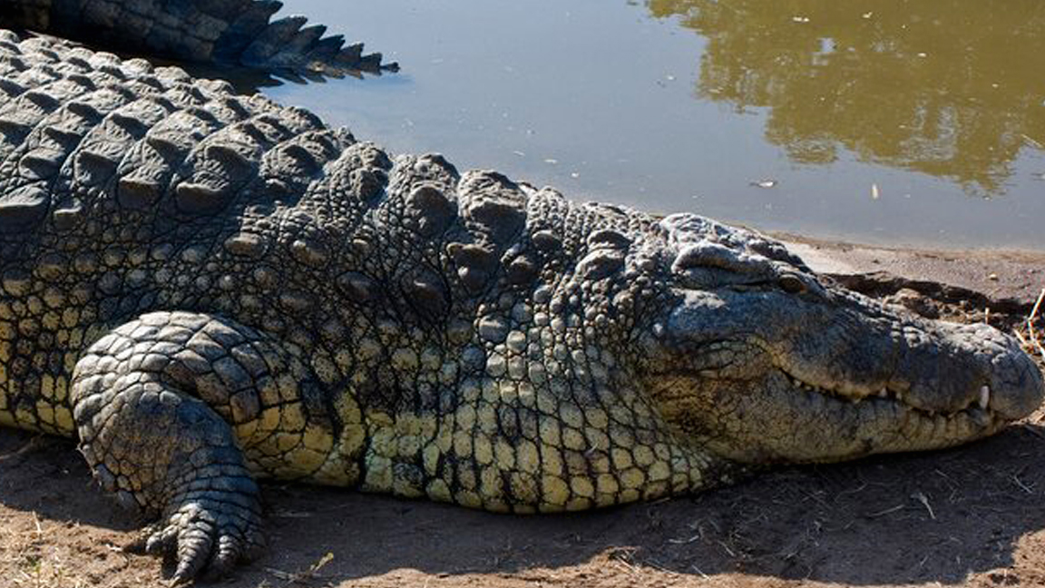 buwaya - RMN Networks