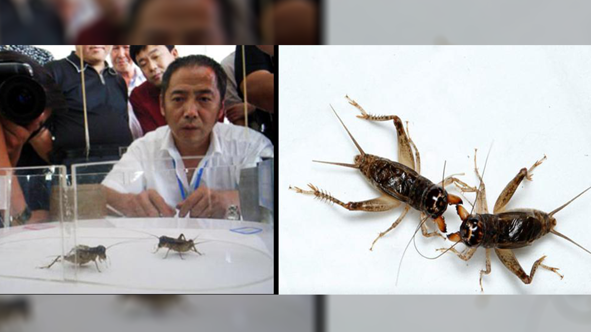 Cricket-China - RMN Networks