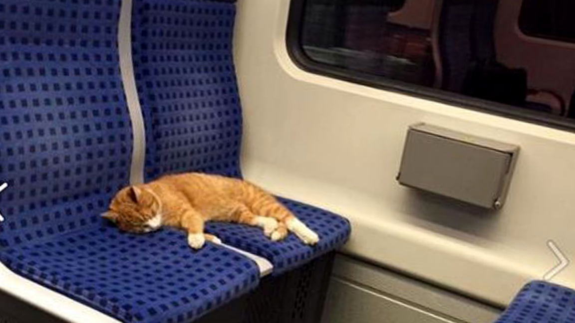 train-cat-japan - RMN Networks