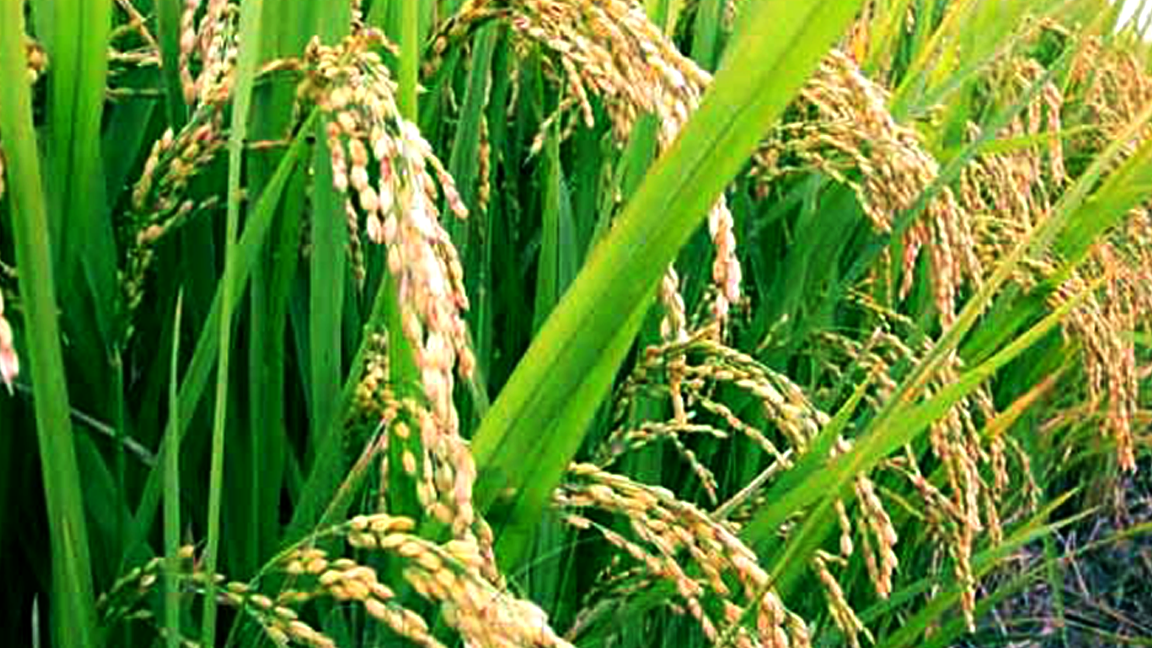 Palay-1 - RMN Networks