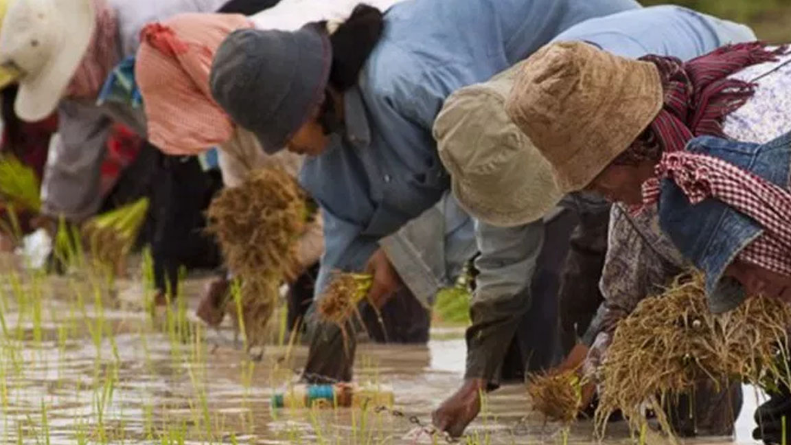 MAGSASAKA-BUKID - RMN Networks