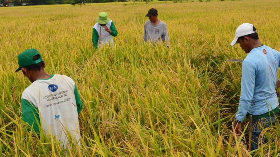 MAGSASAKA-PALAY - RMN Networks