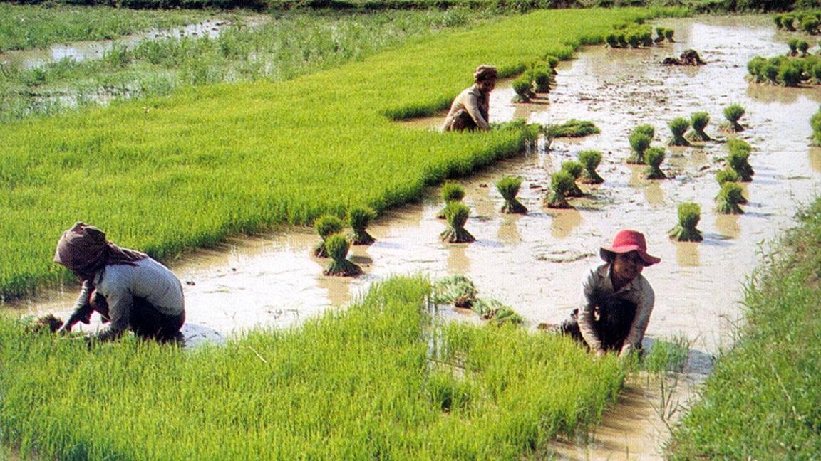 MAGSASAKA-LAND - RMN Networks