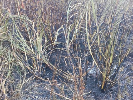Publiko gi-discourage sa pagsunog-sunog karong init ang panahon - RMN ...