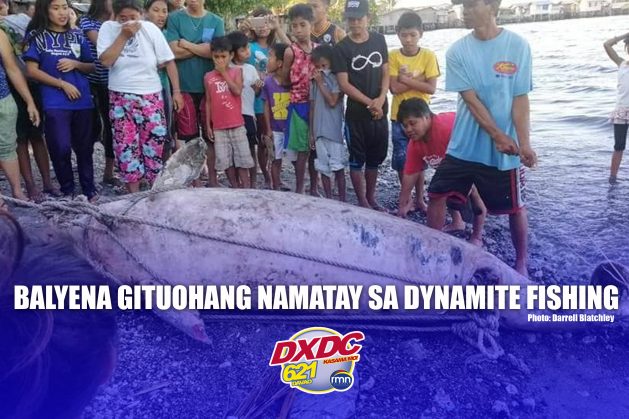 Balyena gituohang namatay sa dynamite fishing - RMN Networks
