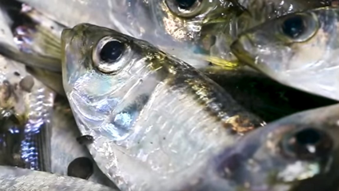 TAWILIS - RMN Networks