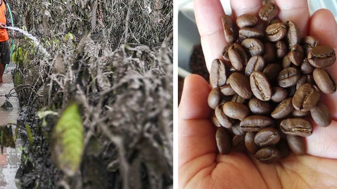 coffee batangas - RMN Networks