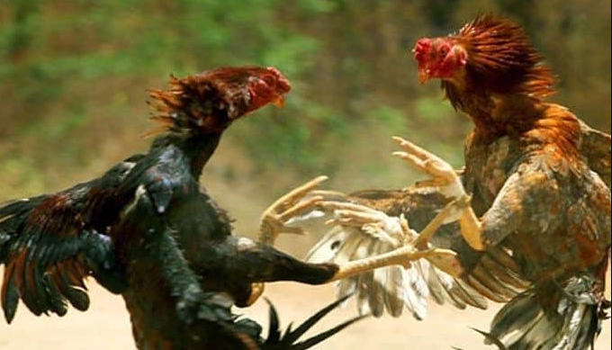 sabong-1 - RMN Networks