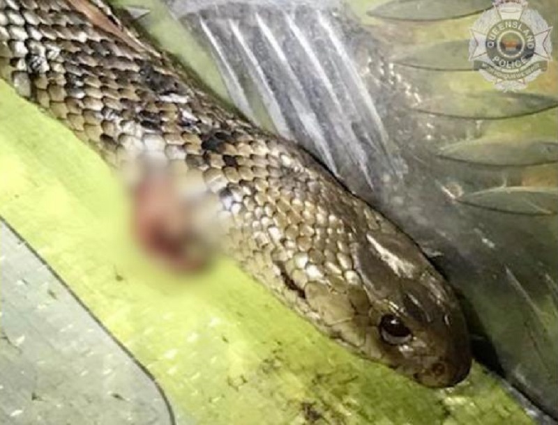 snake highway - RMN Networks