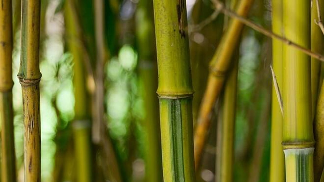 DENR, magtatanim ng forest trees, bamboo saplings sa Baseco Beach area ...