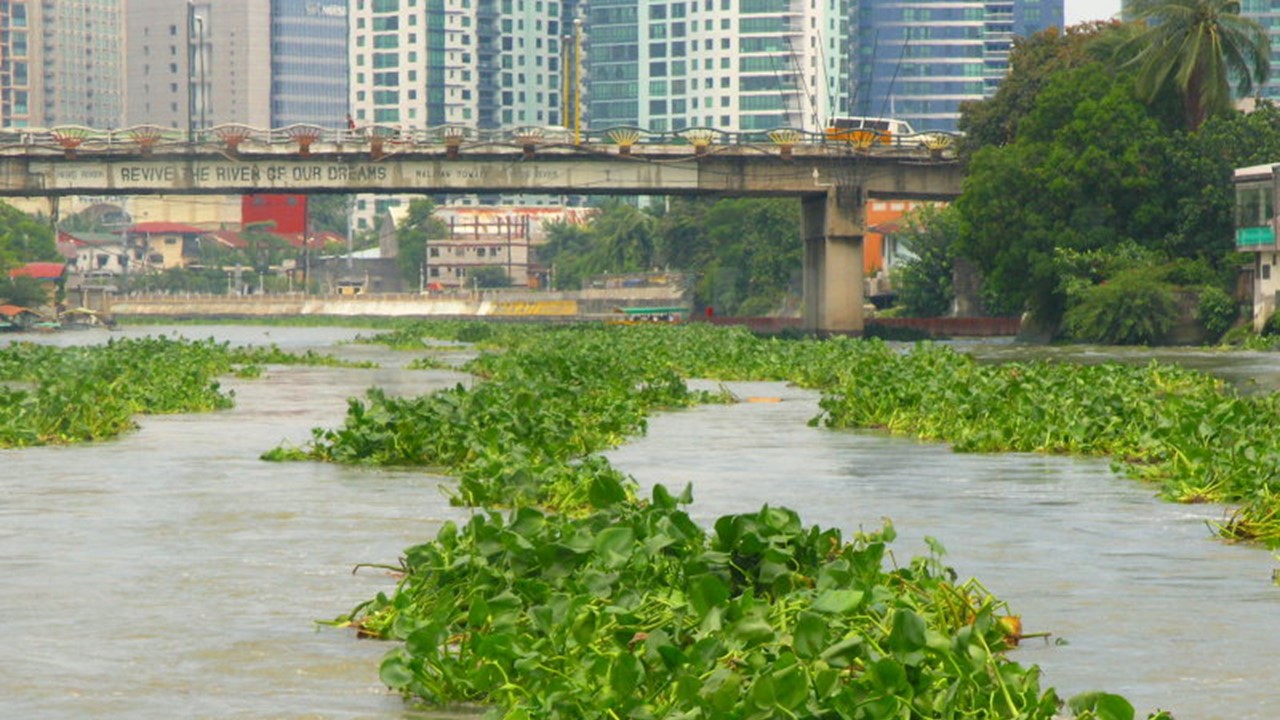 Pagdami ng water lily sa Ilog Pasig, resulta ng polusyon, ayon sa DENR ...
