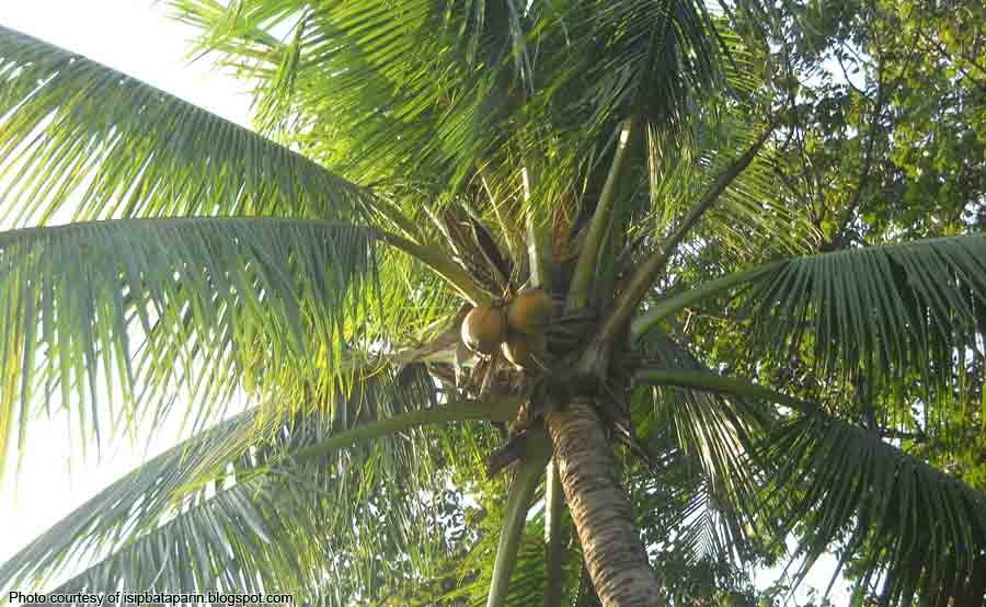 cocnut-tree.jpg - RMN Networks