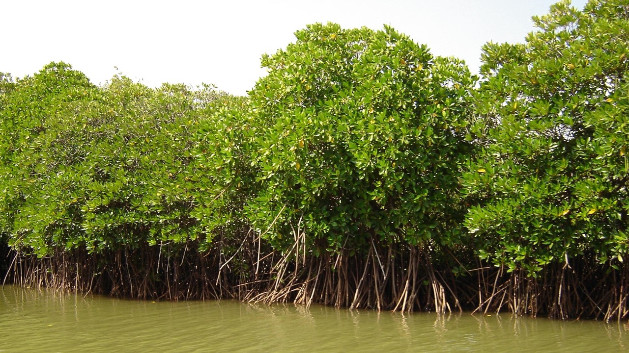 Nilad mangrove trees, itatanim ng DENR sa Manila Bay | RMN Networks