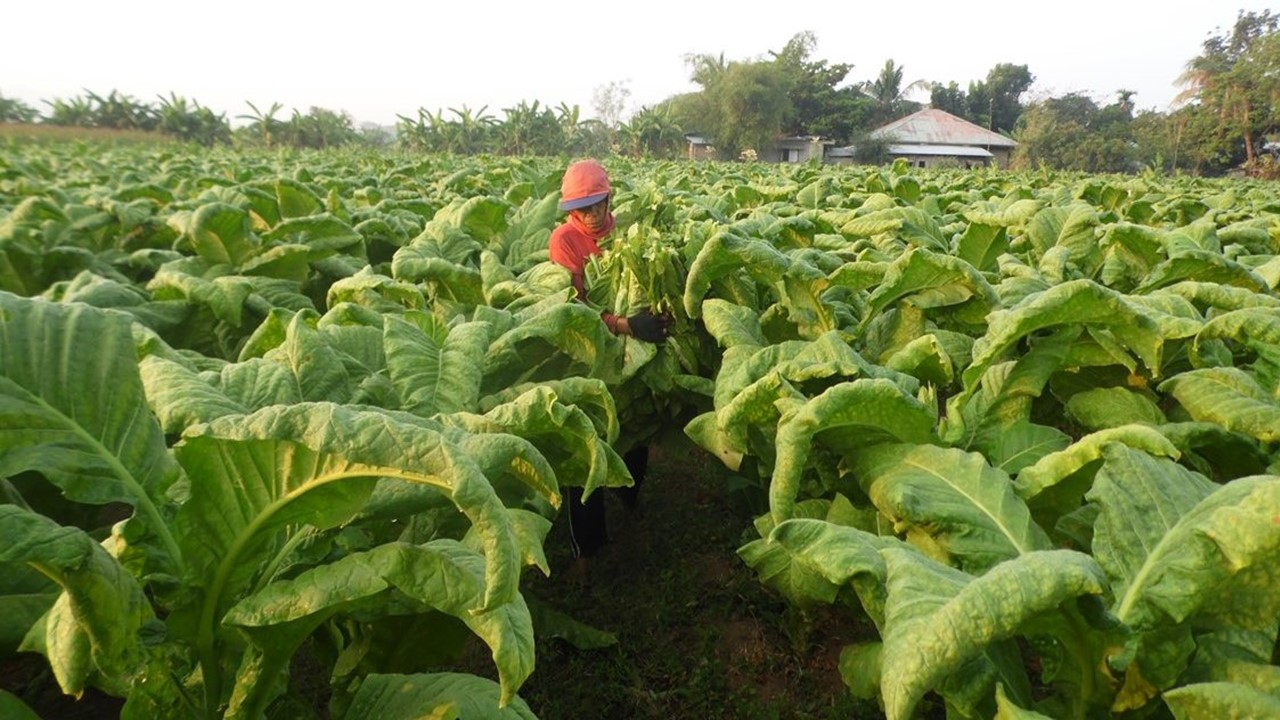 Pinsala sa mga pananim na tabako sa Region 1, pumalo na sa P81-M - RMN ...