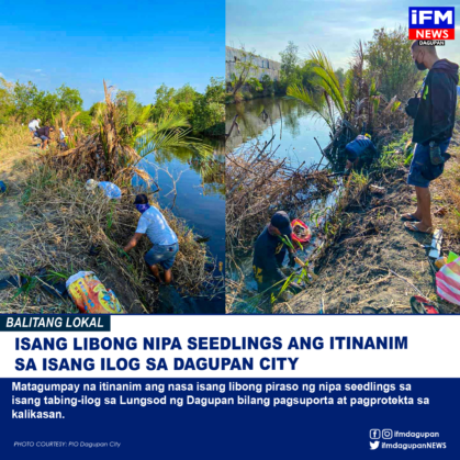 ISANG LIBONG NIPA SEEDLINGS ANG ITINANIM SA ISANG ILOG SA DAGUPAN CITY ...