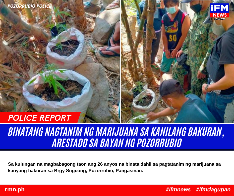 BINATANG NAGTANIM NG MARIJUANA SA KANILANG BAKURAN, ARESTADO SA BAYAN NG POZORRUBIO - RMN Networks