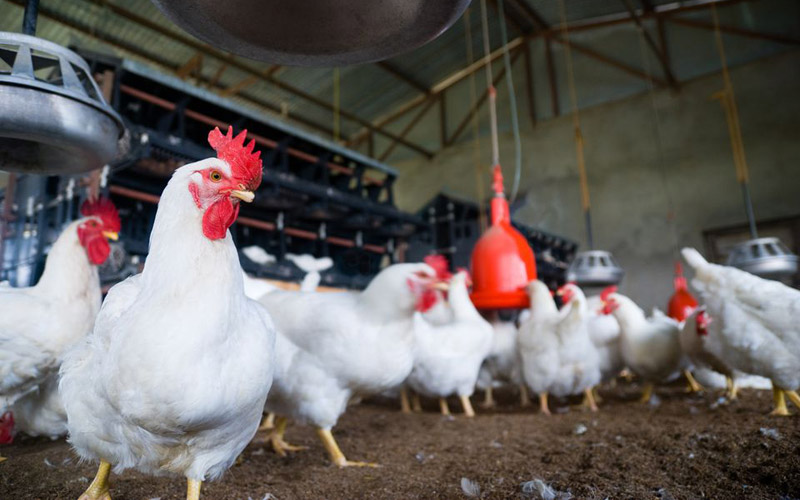 Kawalan ng local production ng mga ginagamit bilang patuka sa manok ...