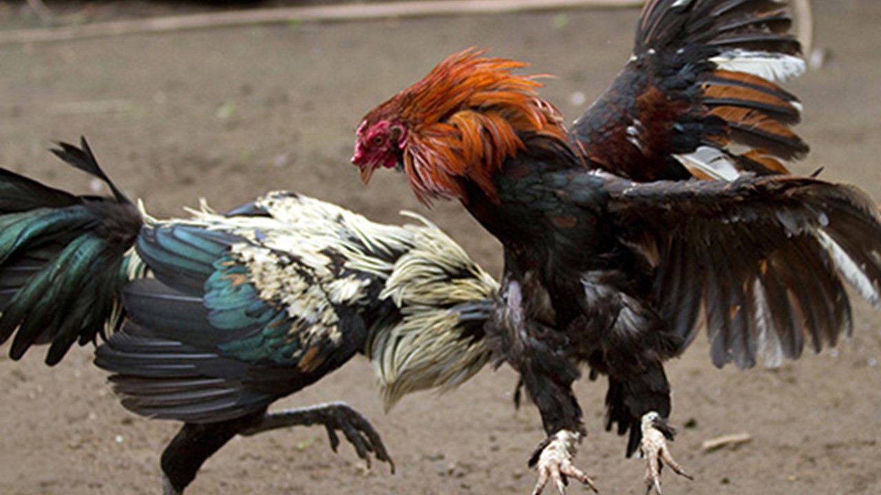 Umano’y pagkawala ng mga sabungero sa Laguna at Maynila, tinututukan na ...