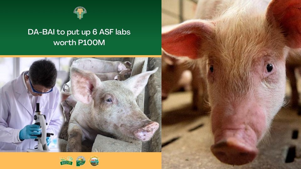 Anim na mobile labs, ipakakalat sa mga lugar na may ASF - RMN Networks