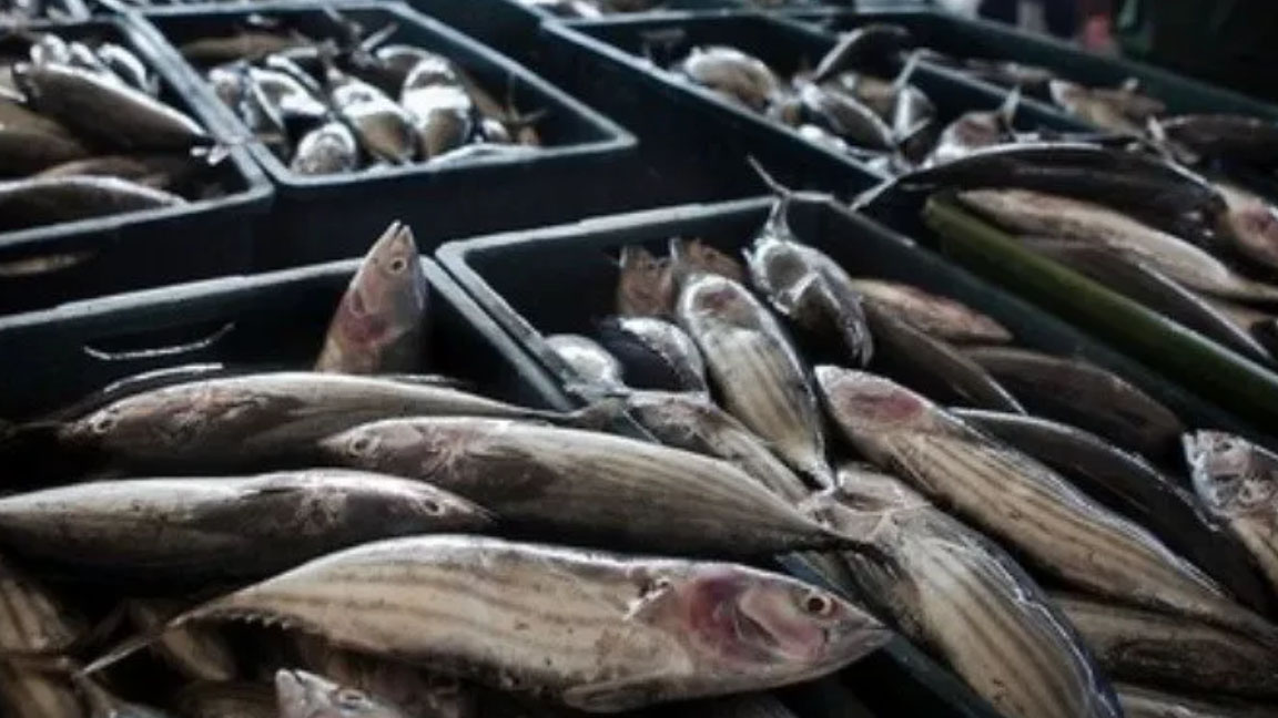 Pagdinig ng Senado sa importasyon ng isda, kasado na - RMN Networks