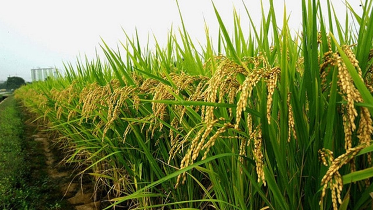 Mas maraming Pilipino, gumagamit na ngayon ng hybrid rice seeds ayon sa ...