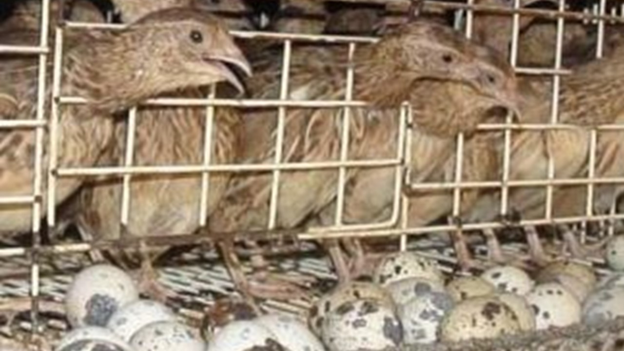 Avian influenza sa mga pato at pugo sa Bulacan, Pampanga, mabilis na ...