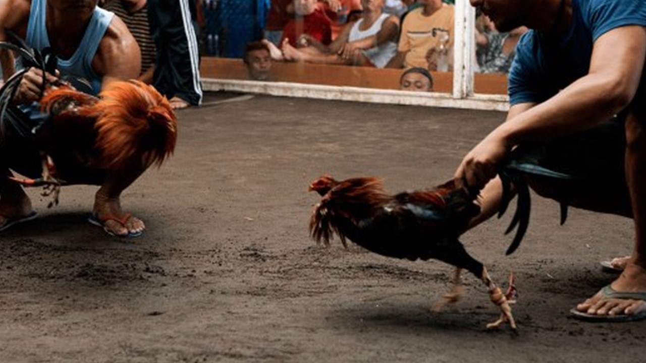 PNP, wala pa ring proof of life sa 34 na nawawalang sabungero - RMN ...