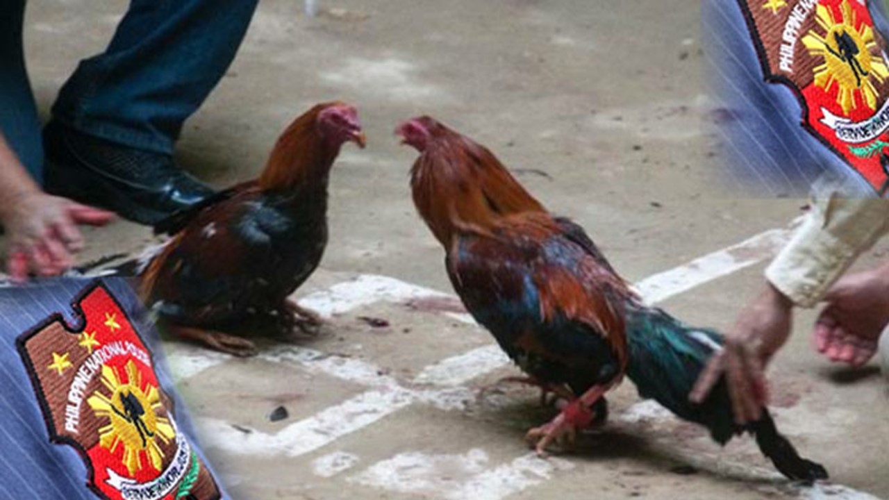 Mga pulis na sangkot sa nawawalang mga sabungero, nasa restrictive custody na — PNP - RMN Networks