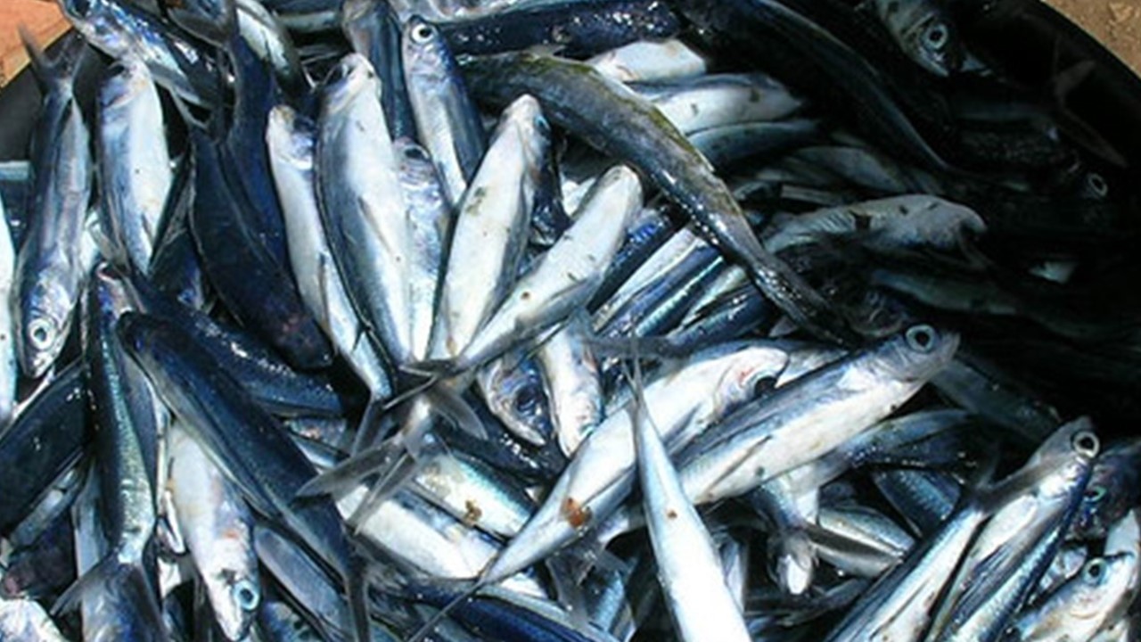 Produksyon ng isda sa Pilipinas, bumaba sa unang kwarter ng 2022 - RMN Networks