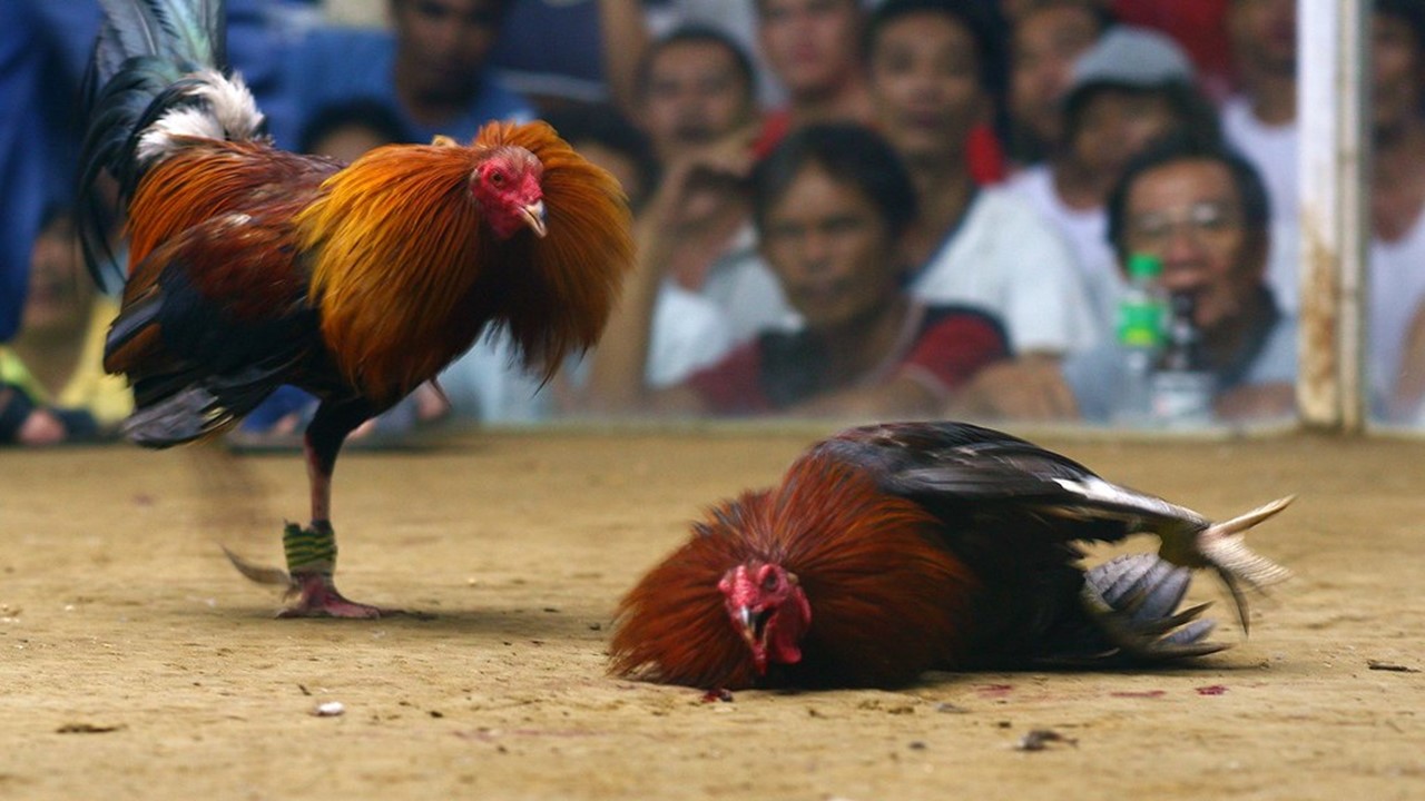 Online sabong feature sa e-wallet, pinapatanggal ng isang senador sa ...