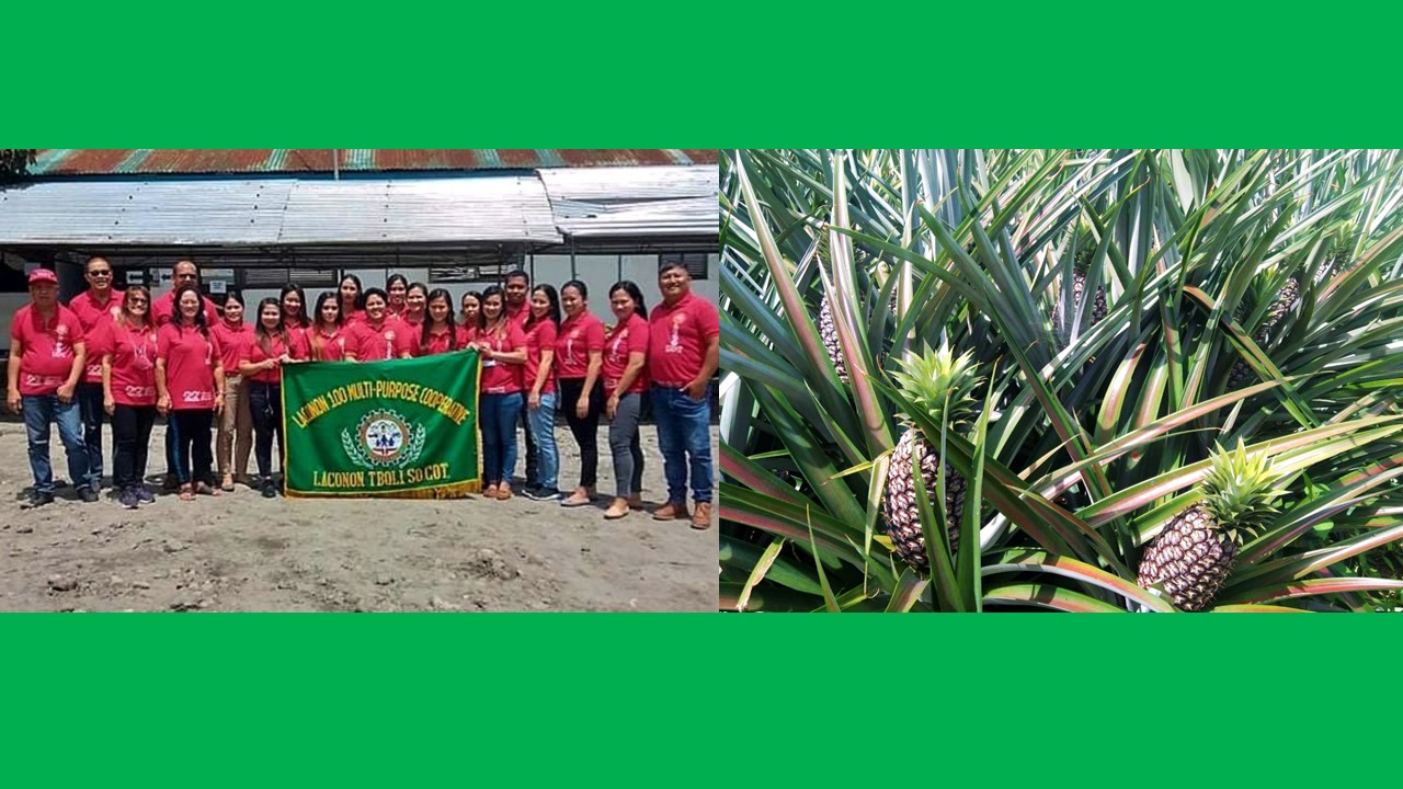 South Cotabato co-op makes fruitful comeback thru LANDBANK - RMN Networks