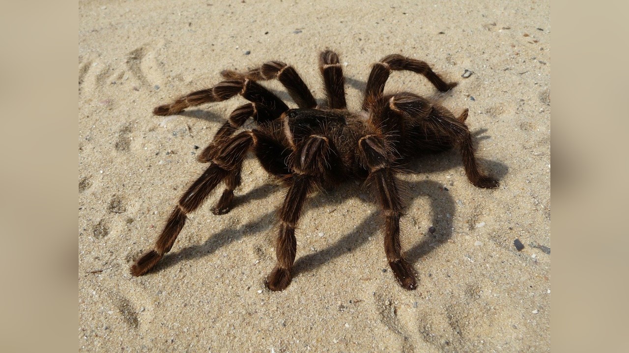 Mga buhay na Tarantula ipupuslit papuntang Italy hinarang ng Bureau of ...