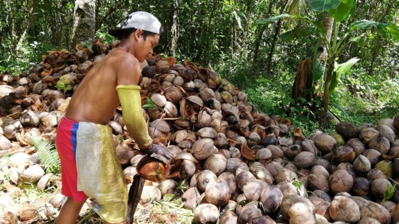 DA, ikinalugod ang pag-apruba ni Pangulong Rodrigo Duterte sa Coconut ...