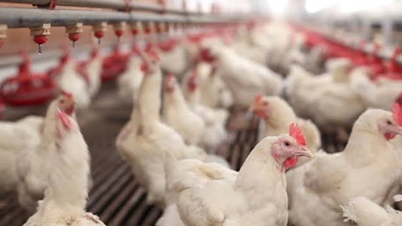 Presyo ng manok sa mga poultry farm, bumaba, ayon sa UBRA - RMN Networks