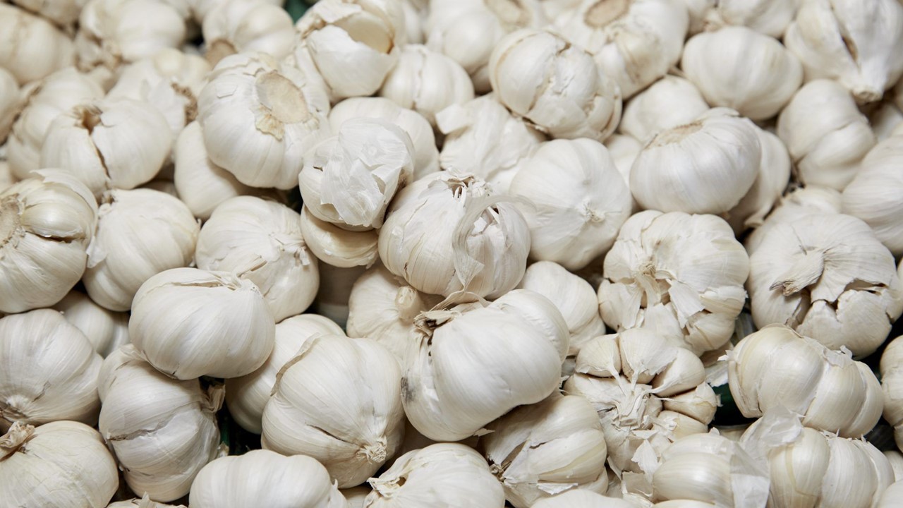 Panukalang pagdeklara sa Ilocos Norte bilang garlic capital of the ...