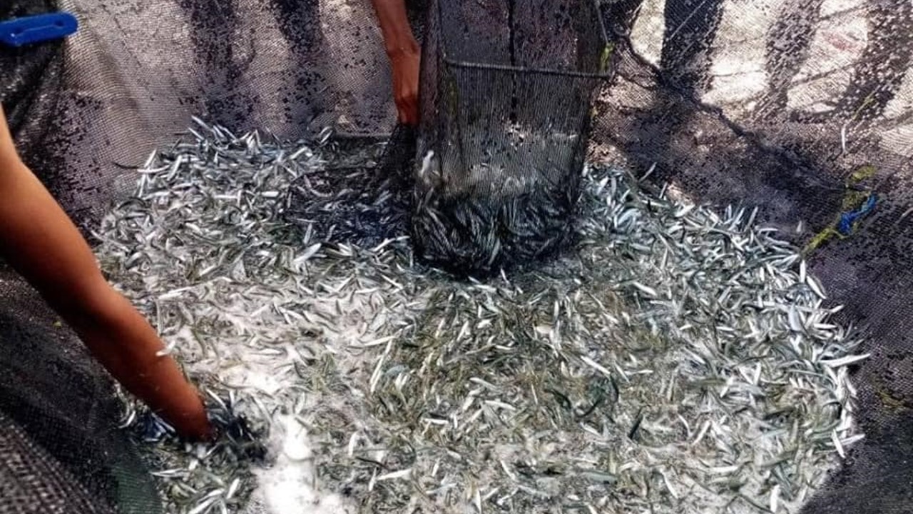 Suplay ng isda, bababa sa unang quarter ng 2023 - PAMALAKAYA - RMN Networks