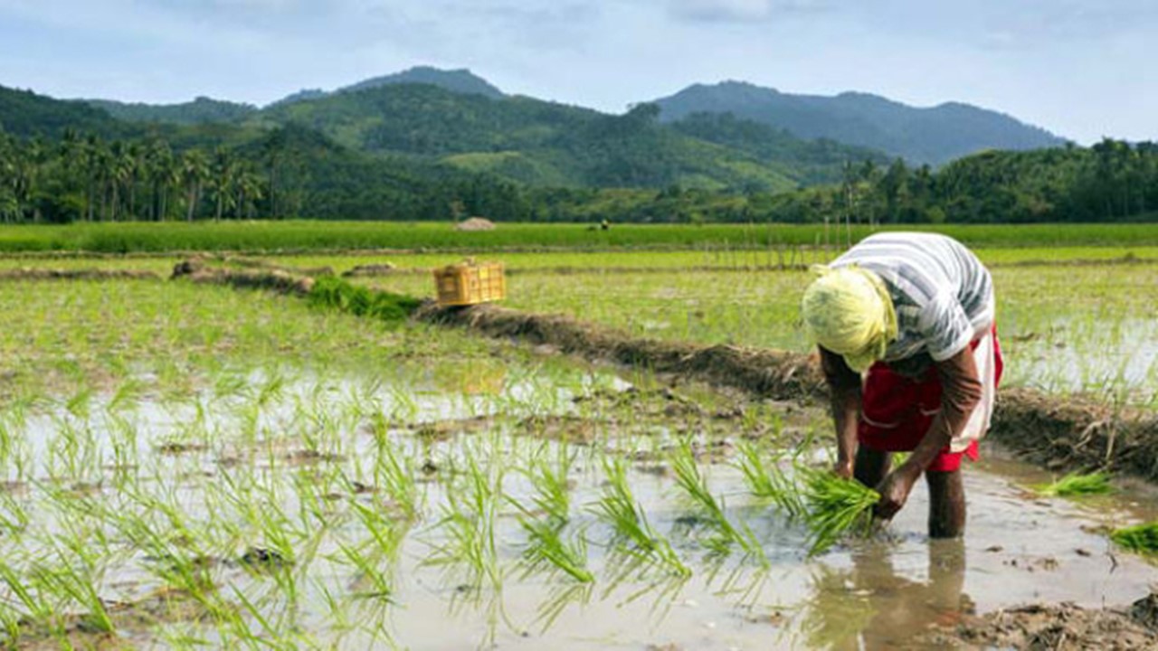 Ilegal na bentahan ng hybrid rice seed sa Cagayan Valley ...