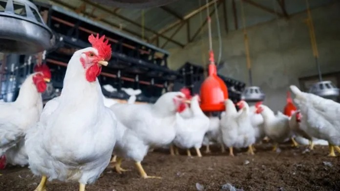 Pag-angkat ng mga poultry products sa tatlong bansang may kaso ng bird ...