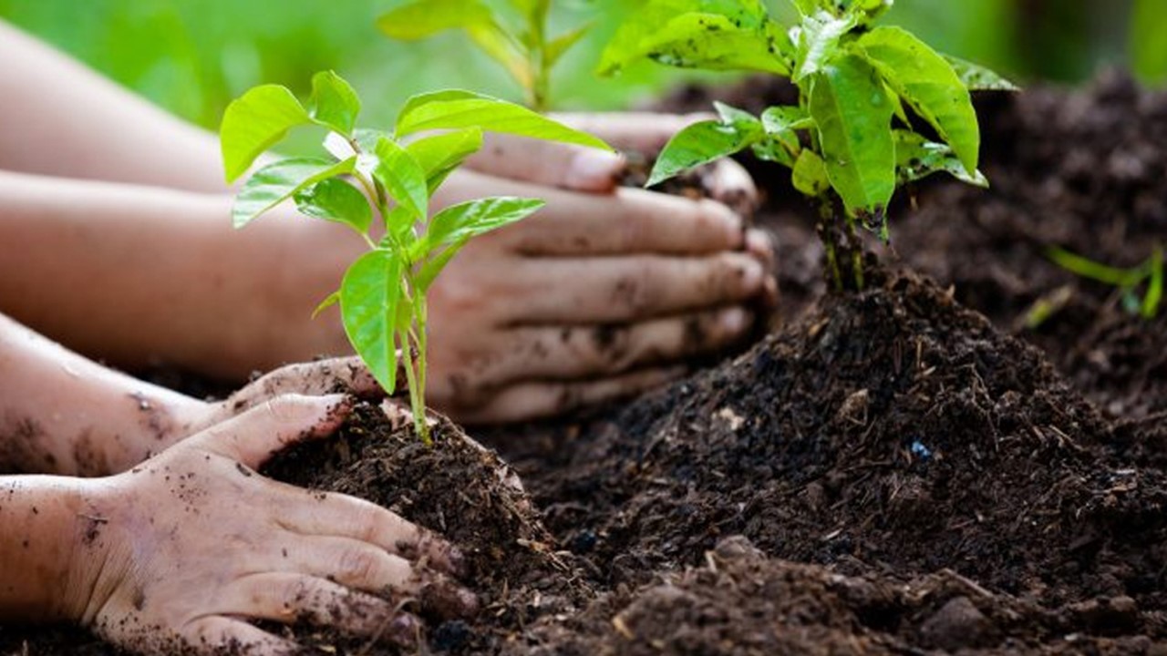 Mahigit 1-B seedlings o punla, naitanim na sa ilalim ng National ...