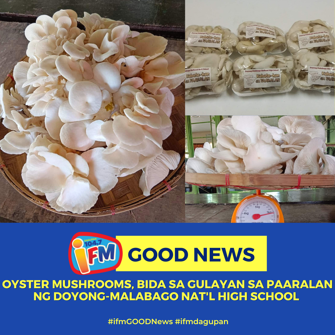 OYSTER MUSHROOMS, BIDA SA GULAYAN SA PAARALAN NG DOYONG-MALABAGO NAT'L ...