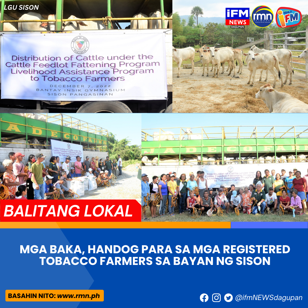 MGA BAKA, HANDOG PARA SA MGA REGISTERED TOBACCO FARMERS SA BAYAN NG ...