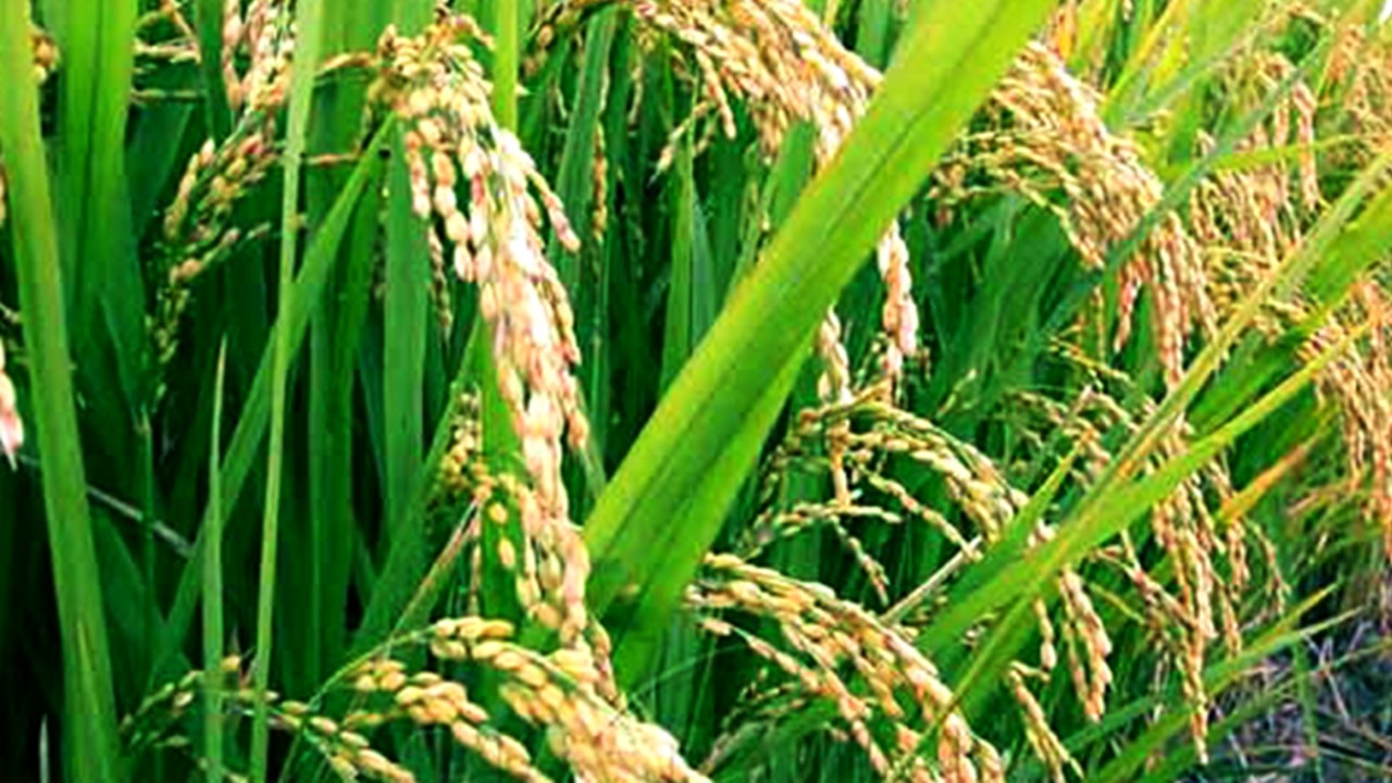 Tatlo hanggang 3.4 milyong metrikong tonelada ng palay, nasasayang kada ...
