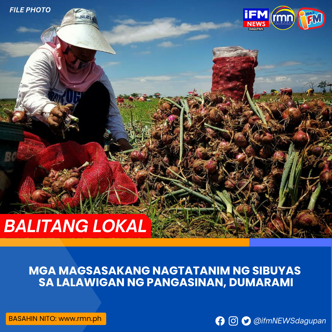 MGA MAGSASAKANG NAGTATANIM NG SIBUYAS SA LALAWIGAN NG PANGASINAN, DUMARAMI - RMN Networks