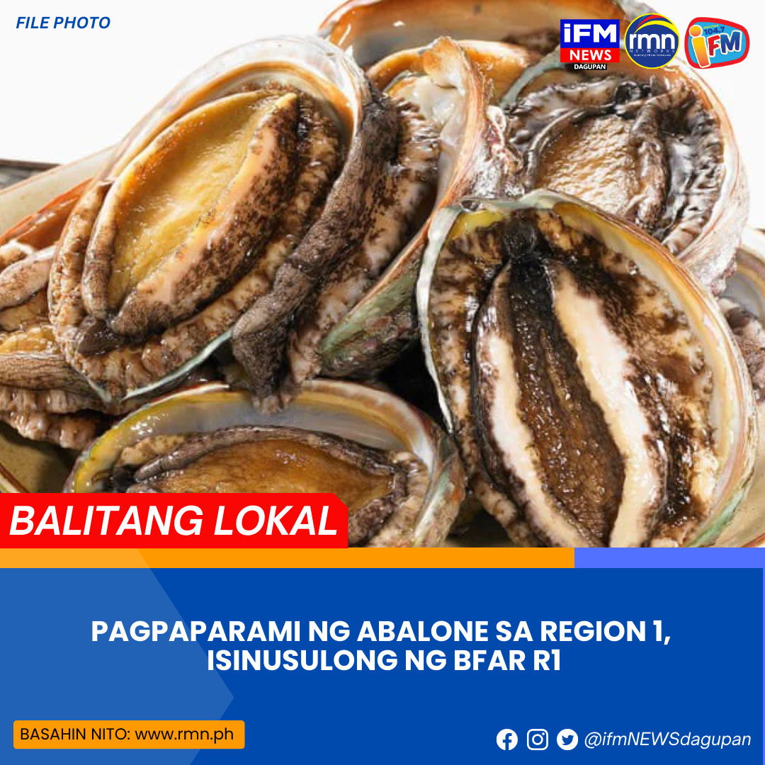 PAGPAPARAMI NG ABALONE SA REGION 1, ISINUSULONG NG BFAR R1 - RMN Networks