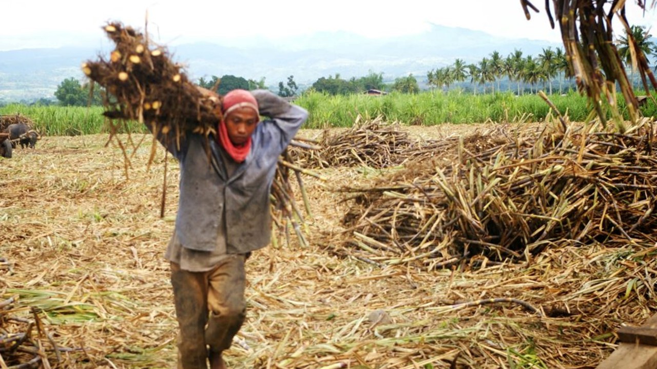 Mga magsasaka ng tubo sa Nasugbu, Batangas na naapektuhan ng pagsasara ...