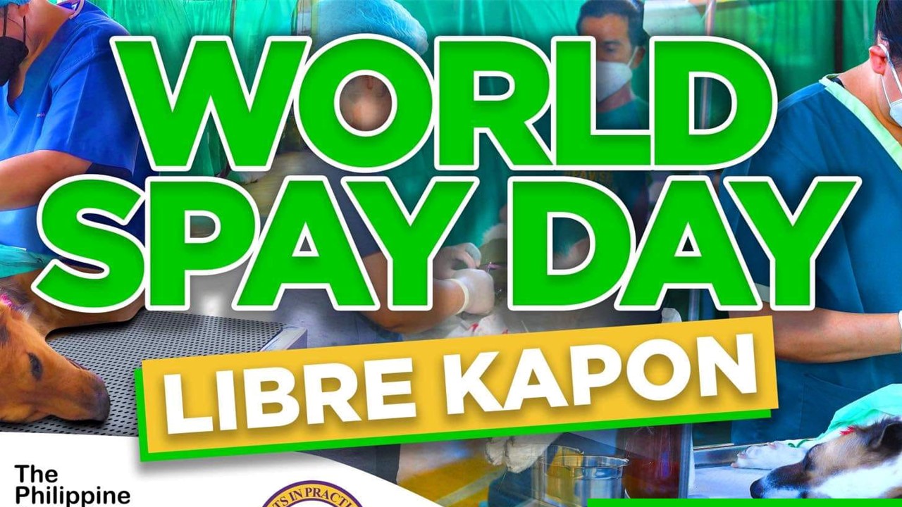 Mahigit 200 na alagang hayop, isinalang sa libreng kapon ng PAWS ...