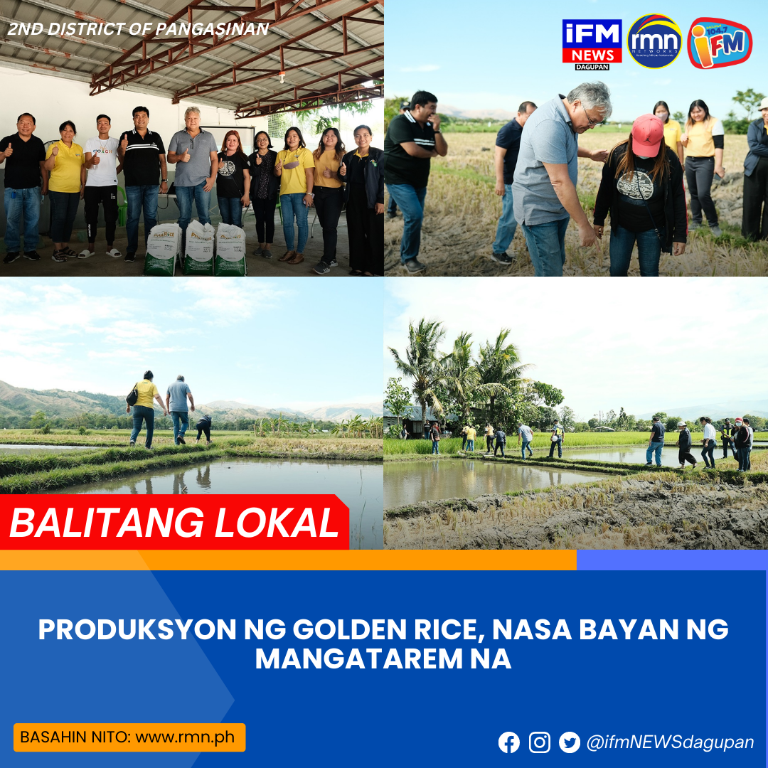 PRODUKSYON NG GOLDEN RICE, NASA BAYAN NG MANGATAREM NA - RMN Networks