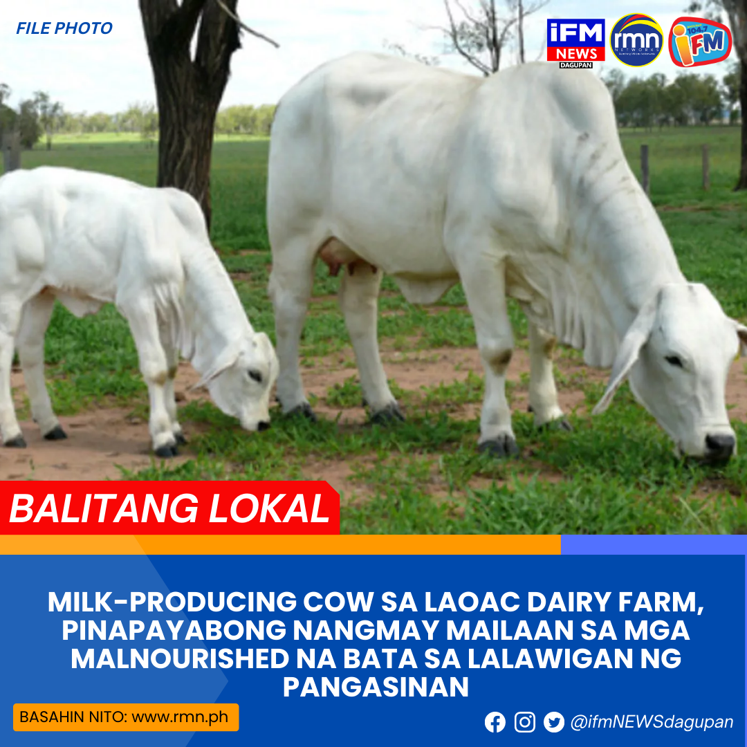 MILK-PRODUCING COW SA LAOAC DAIRY FARM, PINAPAYABONG NANGMAY MAILAAN SA ...