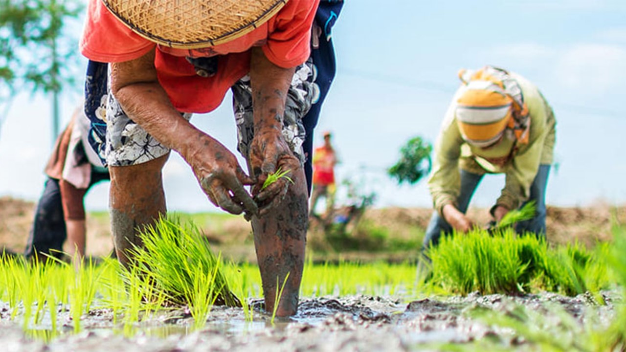 PBBM, mamamahagi ng fertilizer discount voucher sa mga magsasaka sa ...