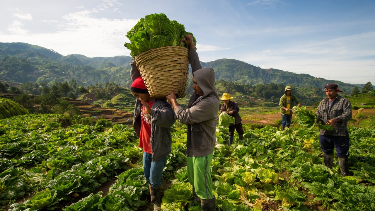 Mga kabataan, hinihikayat ng gobyerno na pumasok sa agribusiness - RMN ...